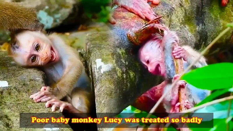 Poor baby monkey Lucy was mercilessly thrown into the water by her ...