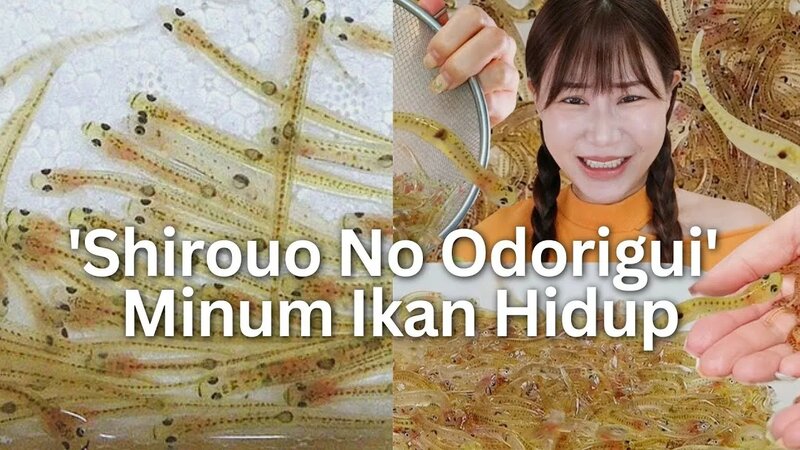 'Shirouo No Odorigui' Minum Ikan Hidup - Yandex Video aramada çevrimiçi ...