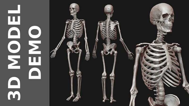Human male skeleton V2- 3d Model Demo - Смотреть онлайн в поиске ...