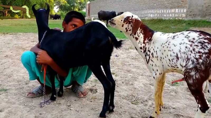 Goat Mating | Animal Mating | Village Goat | Amazing Goat Breeding ...