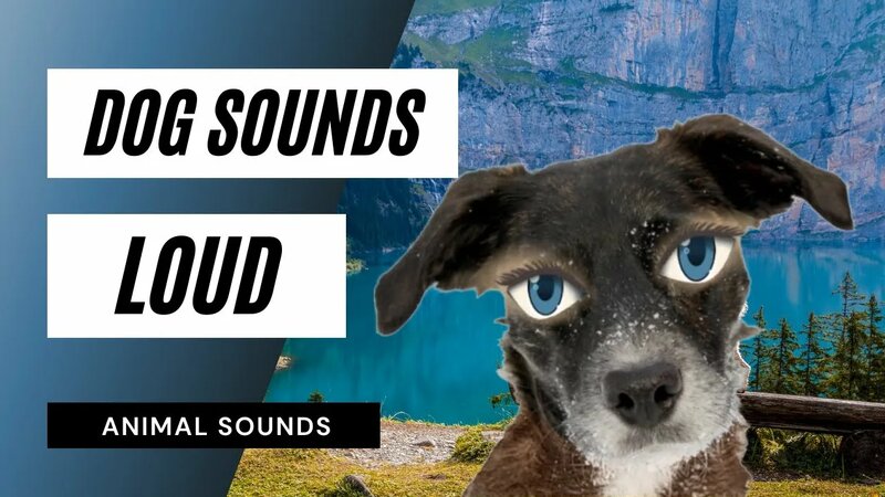 Dog Sounds Loud - dog barking sounds - very loud dog bark sound effects ...