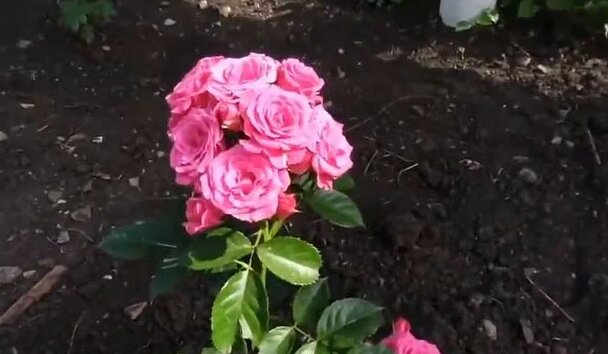 Lovely Lidia rose Лавли Лидия спрей роза Эталон Голландской селекции ...