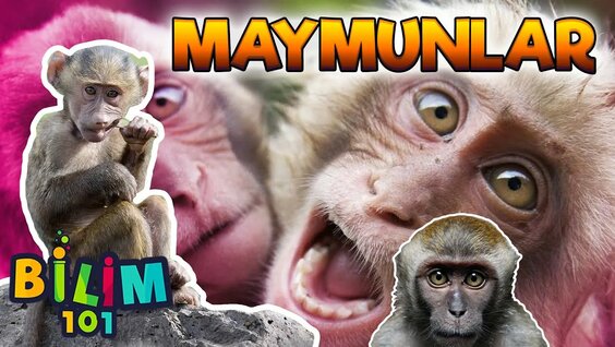 maymun resmi: 2 bin video Yandex'te bulundu