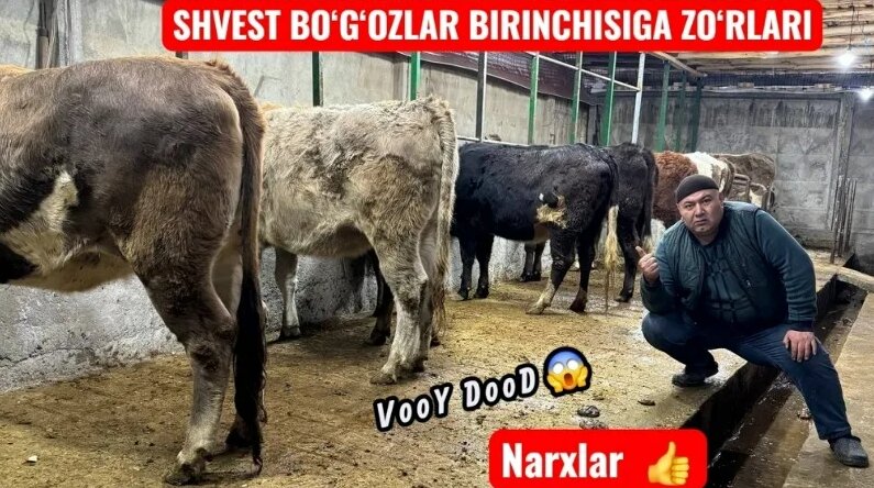 Shvest BO‘G‘Ozlar Birinchisiga ZO‘Rlari Polvon Akada — Видео от Doston ...