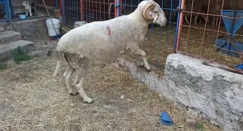 kurbanlık koç resimleri: 920 video Yandex'te bulundu