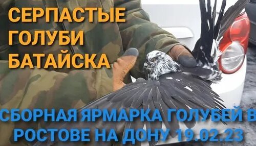 Сборная ярмарка голубей в Ростове на Дону 19.02.23. Серпастые голуби ...