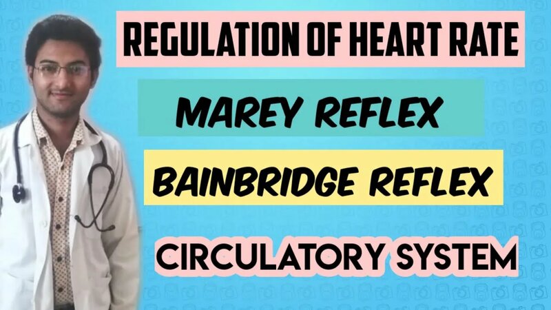 Regulation of Heart rate - Marey reflex and Bainbridge reflex ...