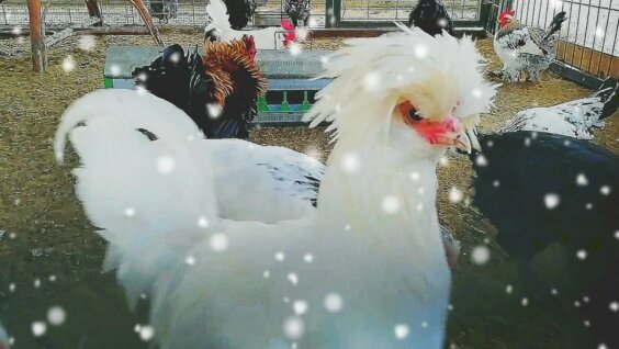 tavuk ve horoz cinsleri: 1 bin video Yandex'te bulundu