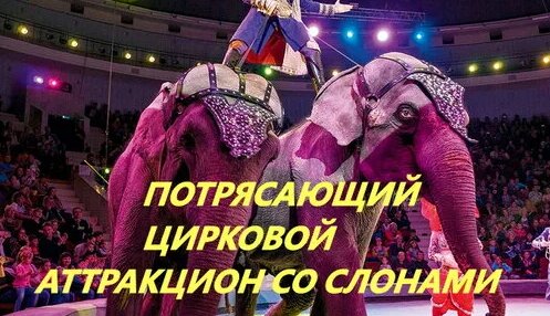 Простые истории | Фестиваль принцесса цирка.Circus festival "Circus ...