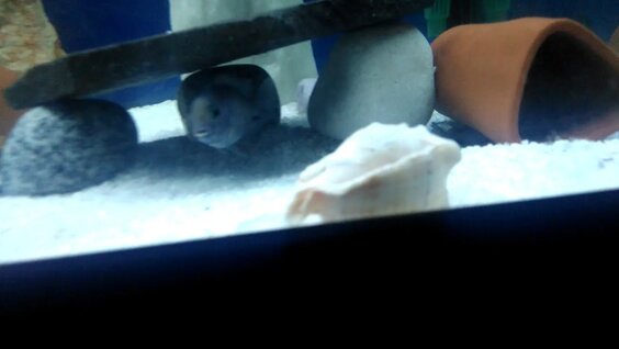 yavru yunus: 478 video Yandex'te bulundu