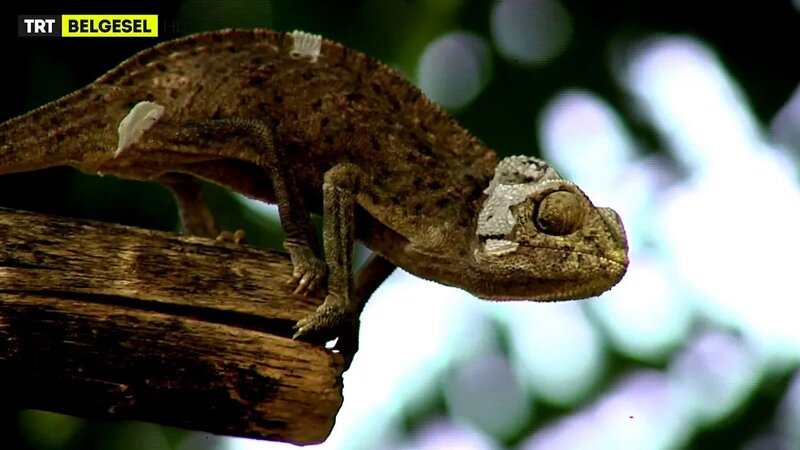 Bukalemun İstediği Bahçeye Girebilmek İçin Bakın Neler Yaptı!