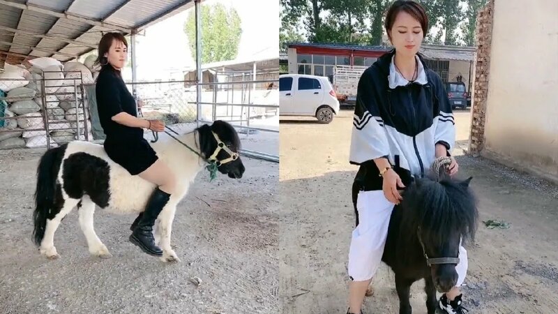 Pony ride in Sanya Racecourse - Yandex Video aramada çevrimiçi izle