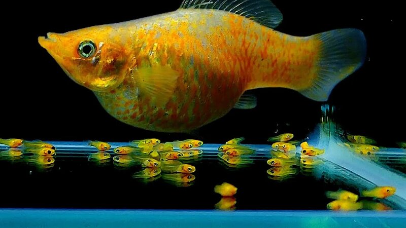 Common Molly Fish Giving Birth to 73 Molly Babies