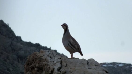 keklik resimleri: 849 video Yandex'te bulundu