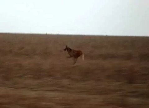 Maned Wolf running very fast