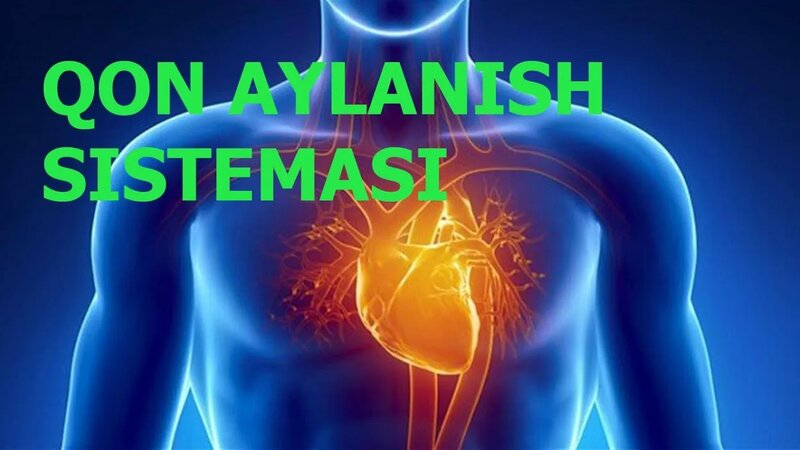 Qon aylanish sistemasi yurakning tuzilishi va joylashishi | қон айланиш ...