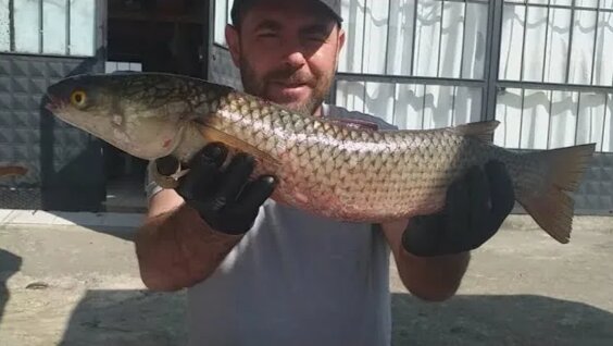 kefal balığı rusça: 923 video Yandex'te bulundu