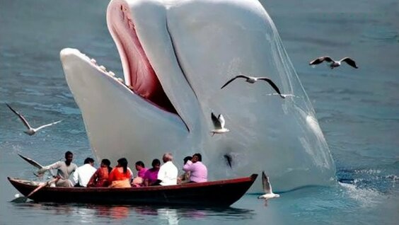 balina resimleri: 735 video Yandex'te bulundu