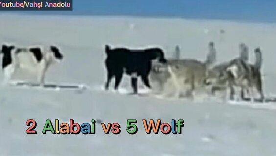 kurt resimleri indir: 2 bin video Yandex'te bulundu