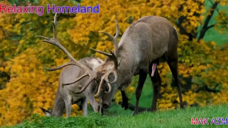 How do Reindeer Mate | Animal Mating Season | Deer Mating - Смотреть ...