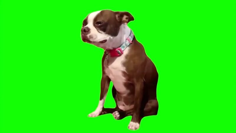 Green Screen Dog Crying Meme - Смотреть онлайн в поиске Яндекса по Видео