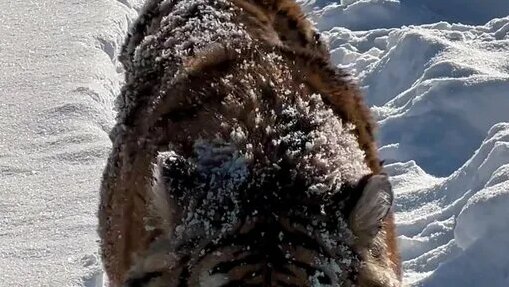 A brief, quiet moment with our oldest tiger, Sabrina #tiger # ...