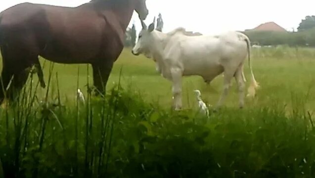 Horse and cow mating, never seen anything like that - Смотреть онлайн в ...