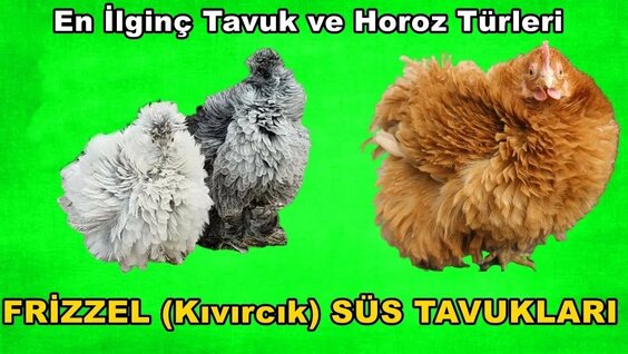 tavuk ve horoz resimleri: 767 video Yandex'te bulundu