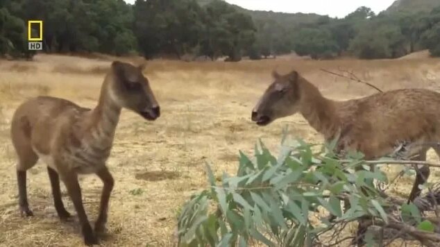 National geographic Documentary - Prehistoric predators - Wildlife ...