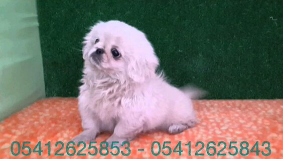 pekinez yavrusu: 666 video Yandex'te bulundu