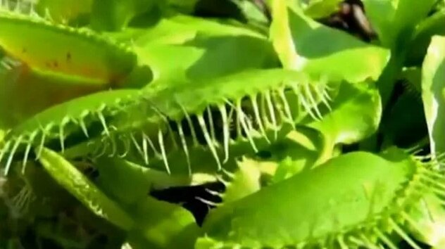 Venus flytrap: the real plant life of chomper of plants vs zombies ...