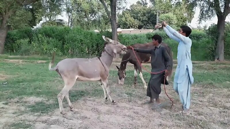 Super Murrah Donkey and Horse Meeting | Mule Donkey mating with mare ...