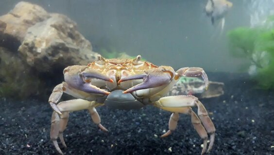 yengeç resimleri: 1 bin video Yandex'te bulundu