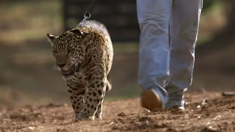 Taking Jaguar Orphans for a Swim | Jaguars Born Free | BBC Earth