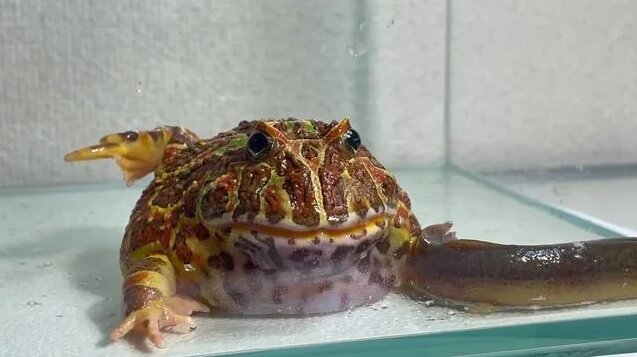 cute hungry frog/ Pacman frog , African bullfrog【LIVE Feeding ...