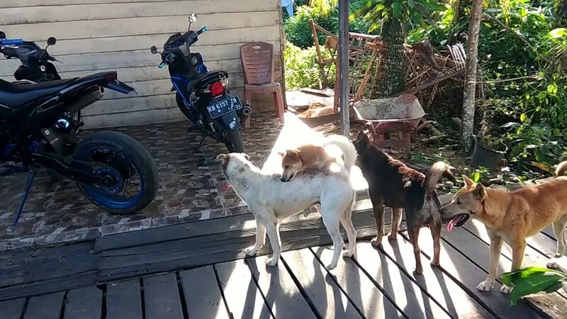 dogs over mating. Anjing anjing lucu mau kawin. - Yandex Video aramada ...