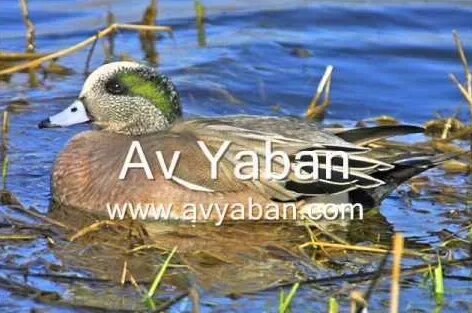 Fiyu ördek sesi avyaban.com - Yandex Video aramada çevrimiçi izle