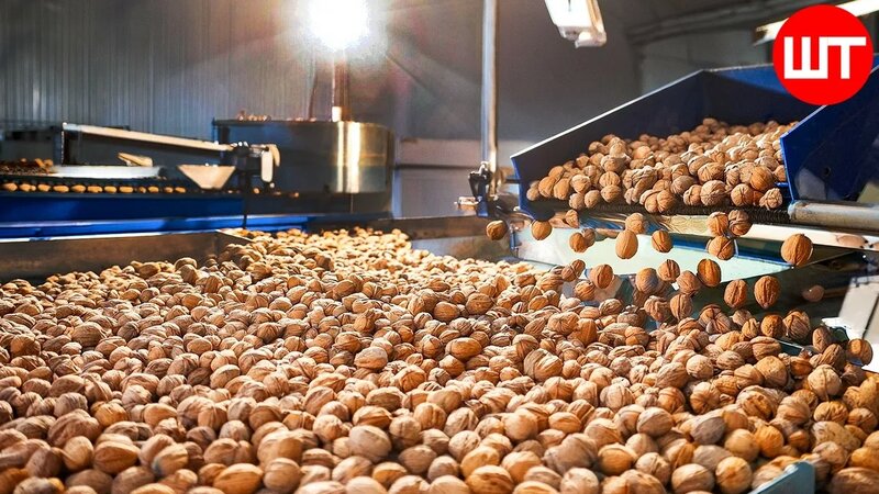 How Walnuts Is Made | Walnut Processing Factory - Смотреть онлайн в ...