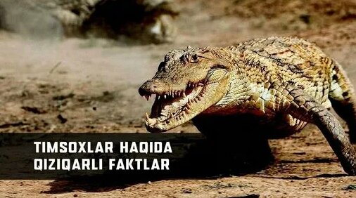 Faqat bizda | timsoxlar haqida qiziqarli faktlar - Смотреть онлайн в ...