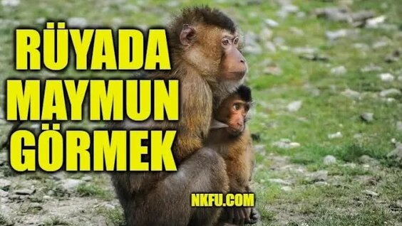 maymun besleyenler: 819 video Yandex'te bulundu