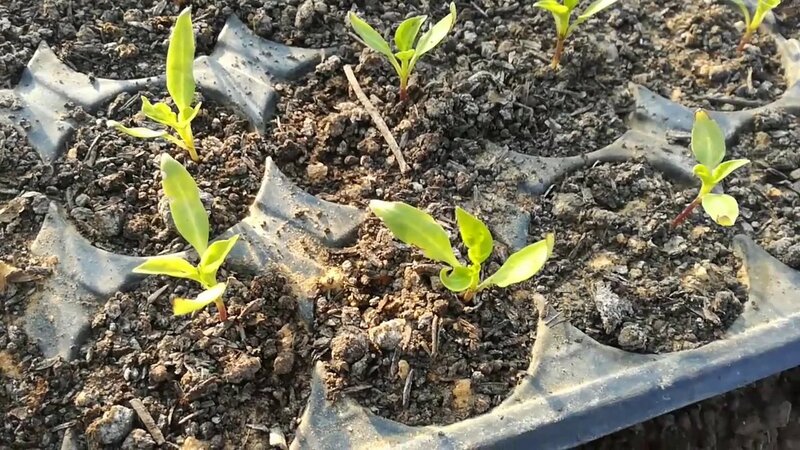 fide yetiştiriciliği, tohum ekimi, biber fide ekimi nasıl yapılır ve ...