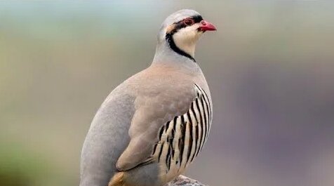 Dişi Keklik Sesi - Mari keklik sesi - Muazzam Ötüş - Sondaki Sese ...