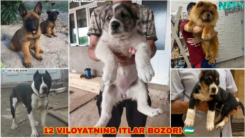 12 Viloyatning Itlar Bozori | собачий ринок - Смотреть онлайн в поиске ...