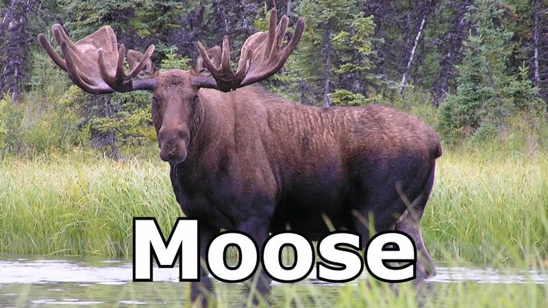 Moose Sounds Moose Pictures The Sound A Moose Makes - Смотреть онлайн в ...