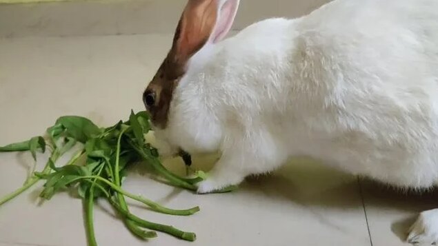 Bunny | cute Bunny | funny rabbit video | rabbit | cute rabbit ...