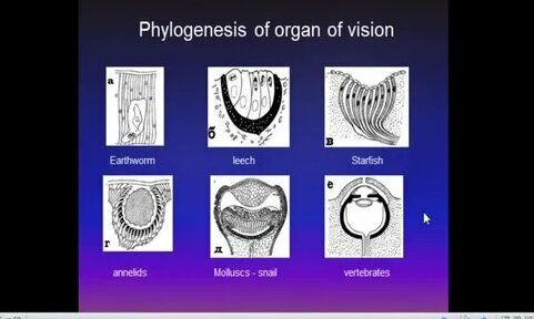 Hymen |Types |#hymen#medicos#female#gynaecology