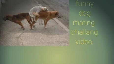 rural dog mating in my village #viral #imrankhan dog #shikari ...