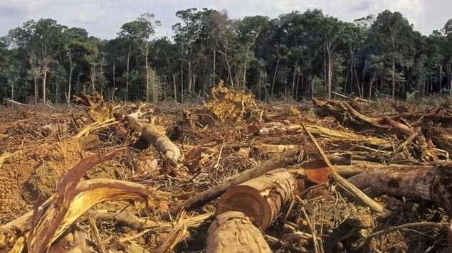 Rainforest Deforestation and its Effects - Смотреть онлайн в поиске ...