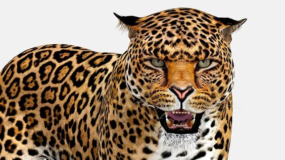 jaguar hayvan resimleri: 879 video Yandex'te bulundu