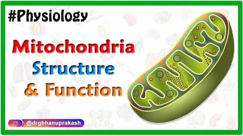 Mitochondria Structure and Function Animation / Usmle Step 1 Physiology ...